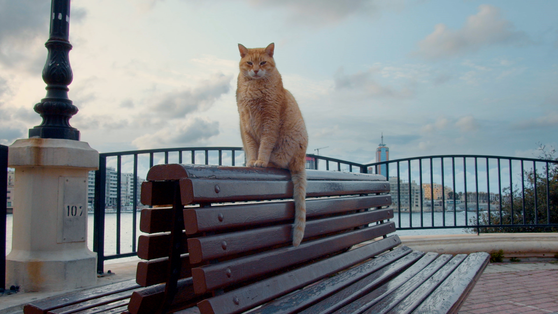 Cats of Malta review: an adorable purr-trait of life with felines - Outtake